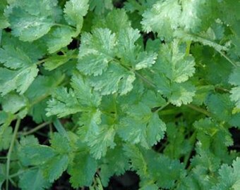 200 Culantro Seeds Mexican Coriander De Alcapate Cilantro Ancho ...