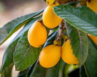 Loquat Fruit Seeds From My Garden Free Shipping Sweet - Etsy