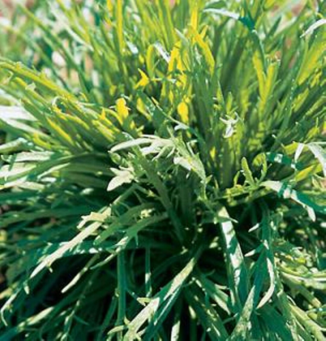 Erba Stella Minutina Seeds - Etsy