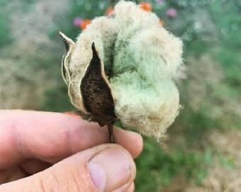 7 Peruvian Orange Pepper Tree Seeds-1060 - Etsy