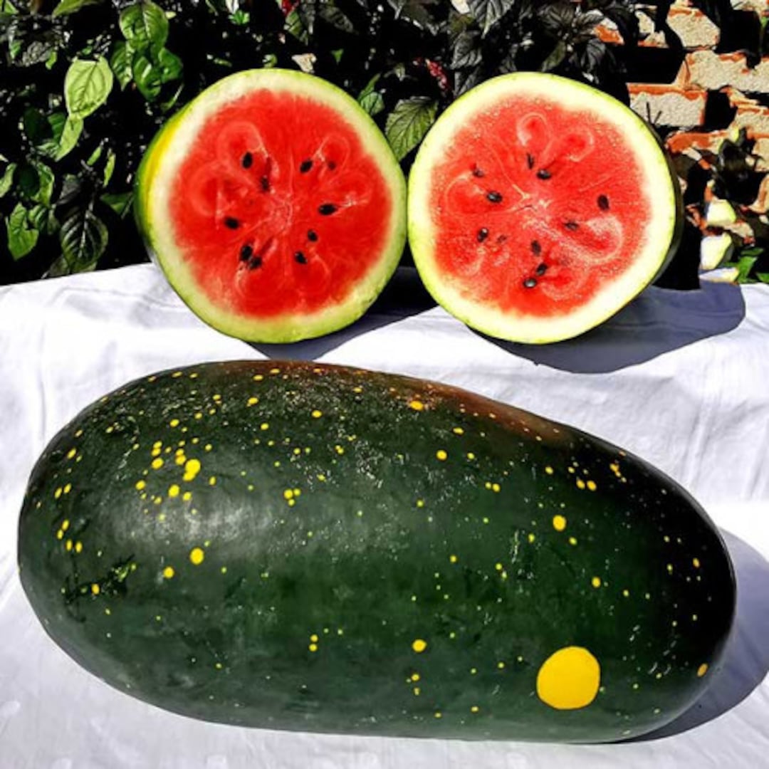Moon & Stars Watermelon Seeds - Etsy