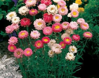 Helichrysum strawflower Mixed Colors Seeds - Etsy