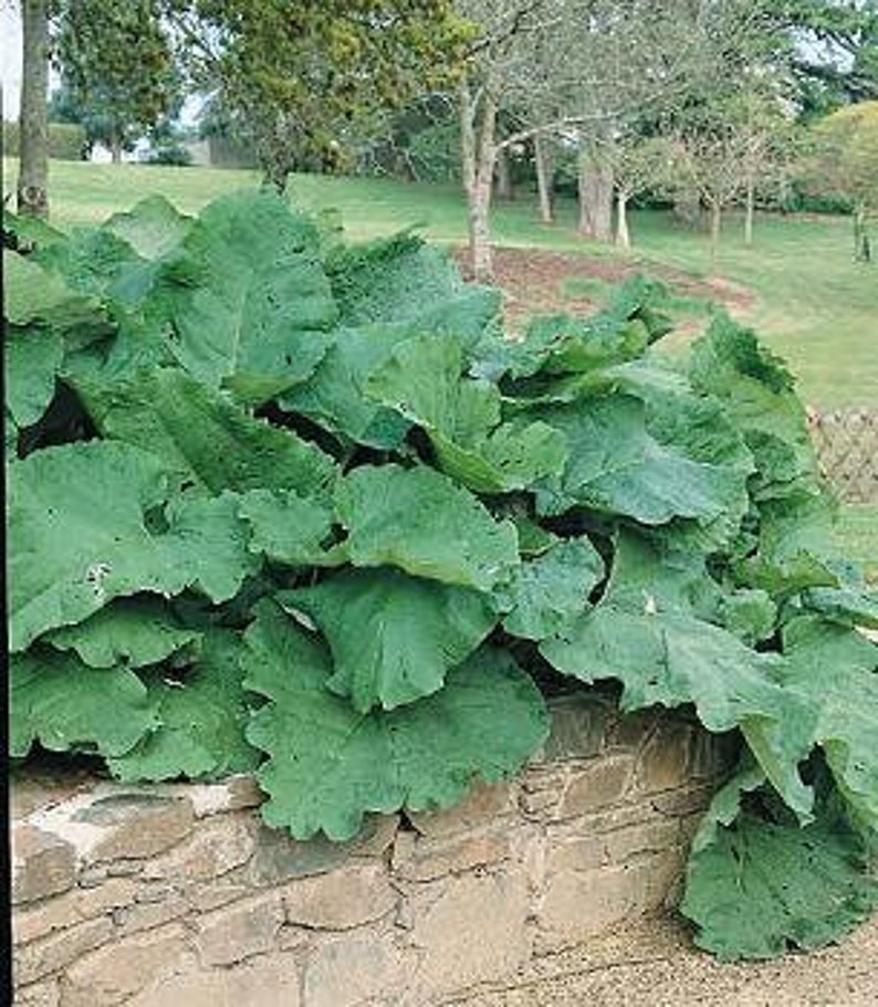 Burdock Great Arctium Lappa Seeds - Etsy