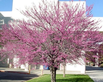 California Redbud Tree Seeds cercis Occidentalis 20seeds - Etsy
