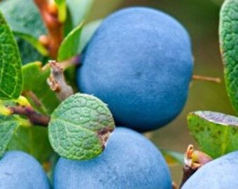 Patio or Dwarf Blueberry Brunswick Blueberry 6-10 - Etsy