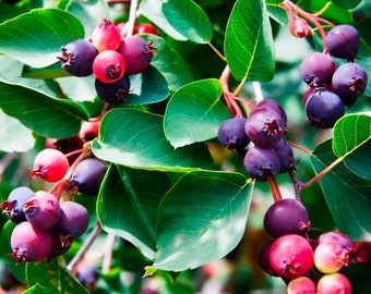 5 Saskatoon Edible Serviceberry Plants. Amelanchier Alnifolia Zones 4-7 ...