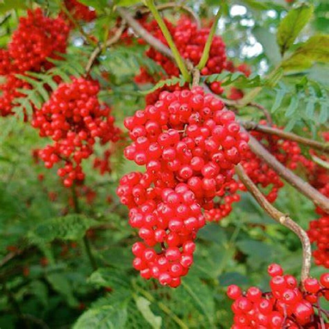 Red Elderberry Seeds - Etsy