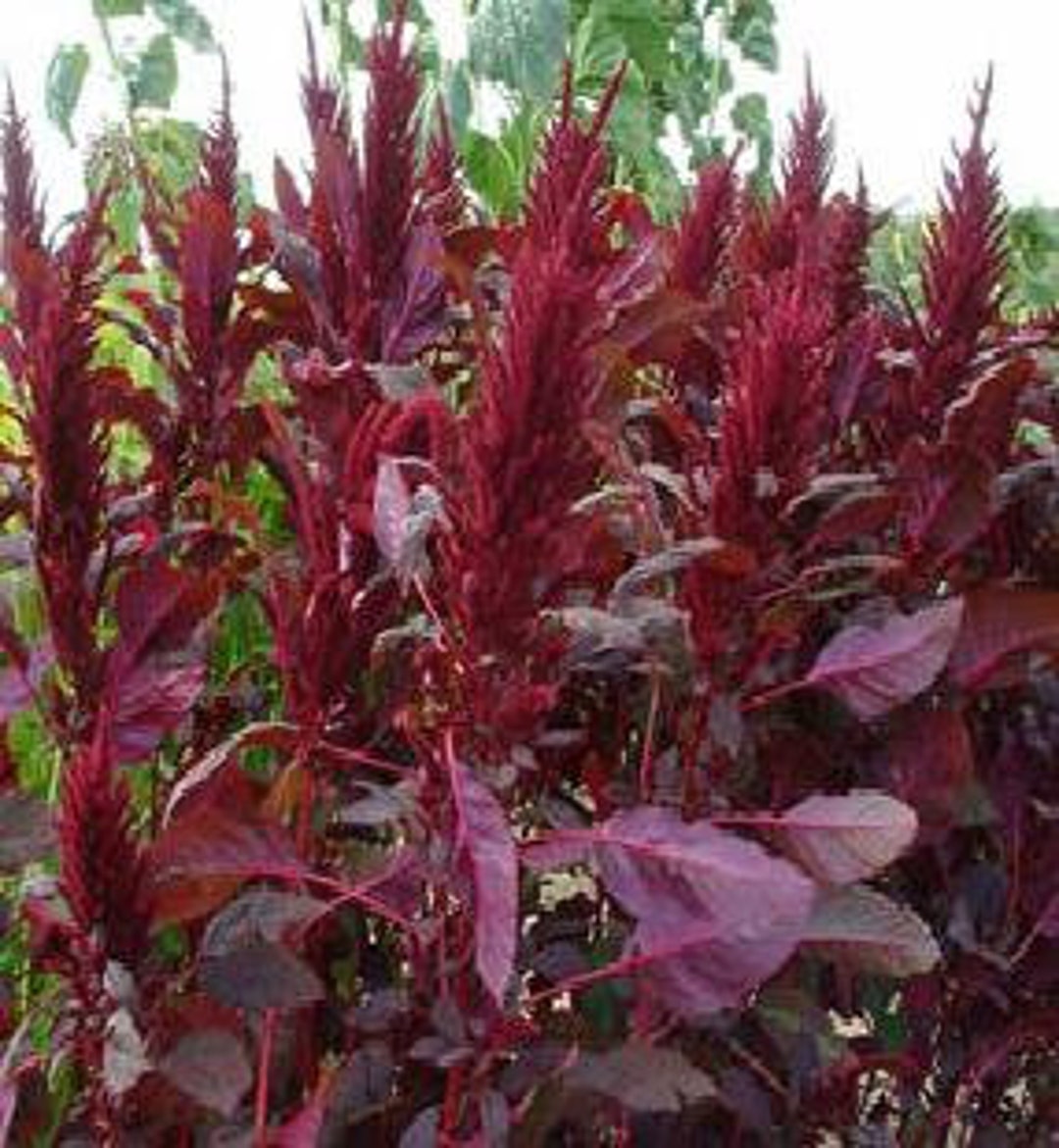 Amaranthus Lotus Red Seeds - Etsy