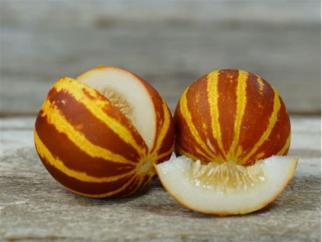 15 Tigger Melon Seeds - Etsy