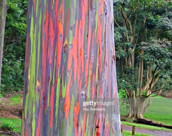 Rainbow Eucalyptus Tree Seeds eucalyptus Deglupta 100seeds - Etsy