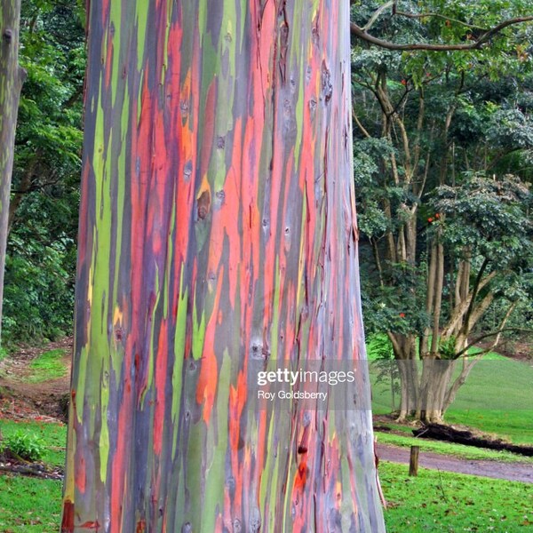 Rainbow Eucalyptus - Etsy