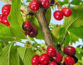 Cornelian Cherry Tree Seeds cornus Mascula 10seeds - Etsy