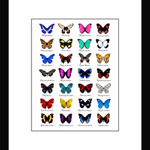 Butterfly Chart 3 | Etsy