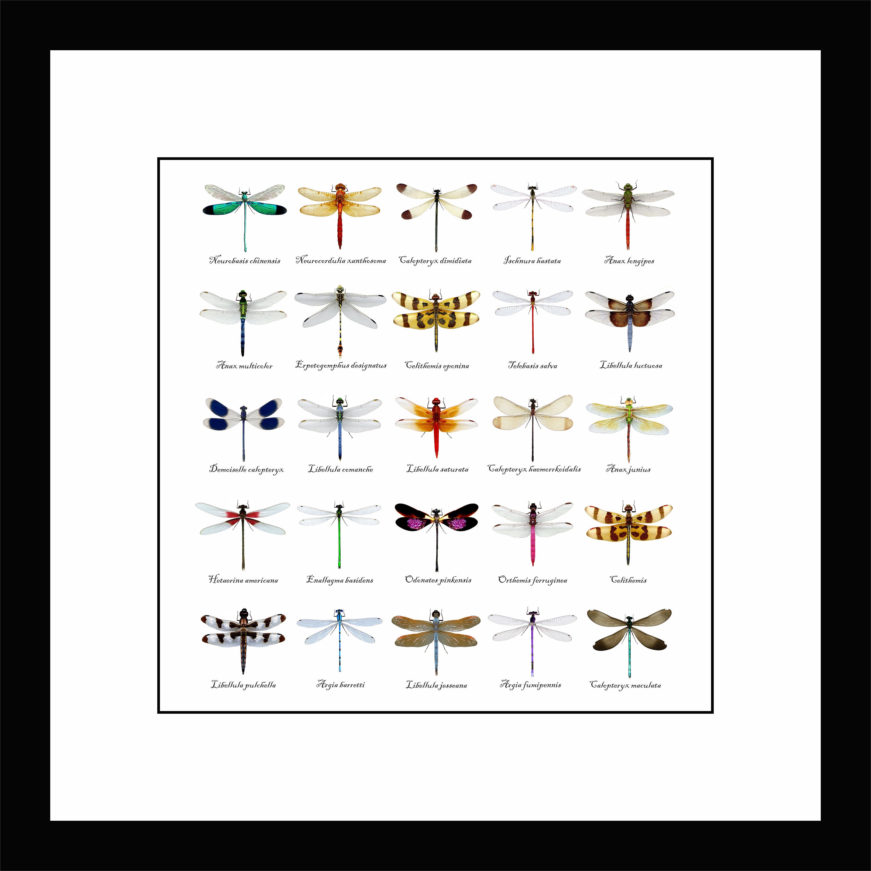 Dragonfly Chart | Etsy