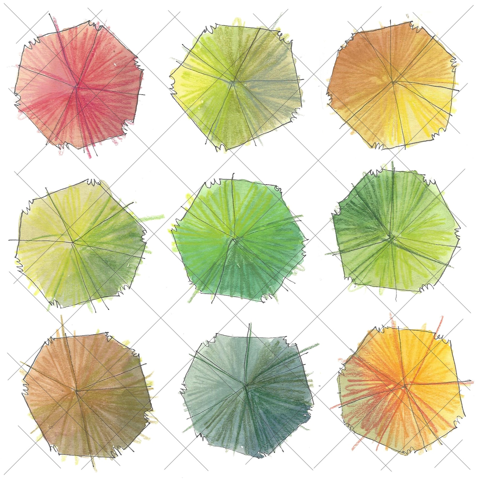 Landscape Graphics - Plan View Trees - Watercolor Pencil - Tree 013 - Etsy