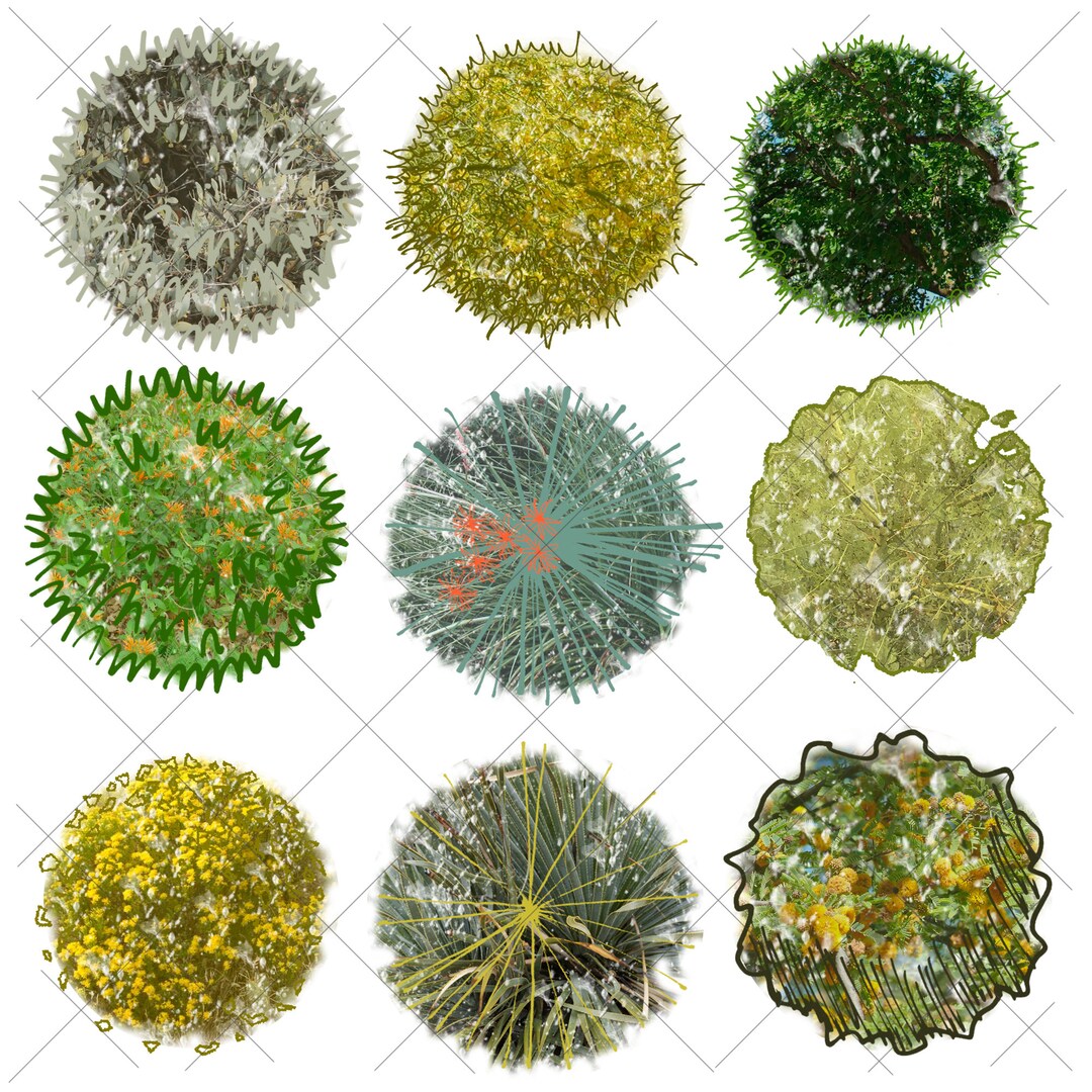 Landscape Graphics - Plan View Trees - Digital - Desert Plantings - Etsy