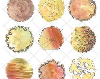 Landscape Graphics Plan View Trees Watercolor Tree 007 (Download Now ...