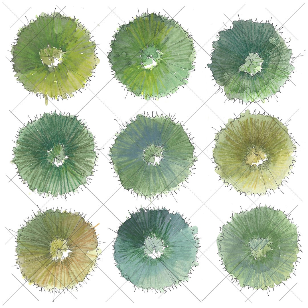 Landscape Graphics - Plan View Trees - Watercolor Pencil - Tree 003 - Etsy