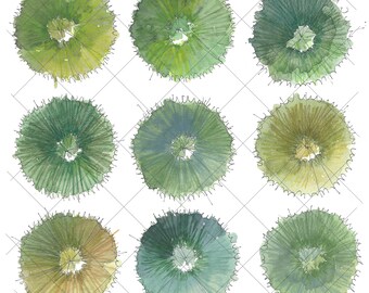 Landscape Graphics Plan View Trees Watercolor Tree 004 - Etsy