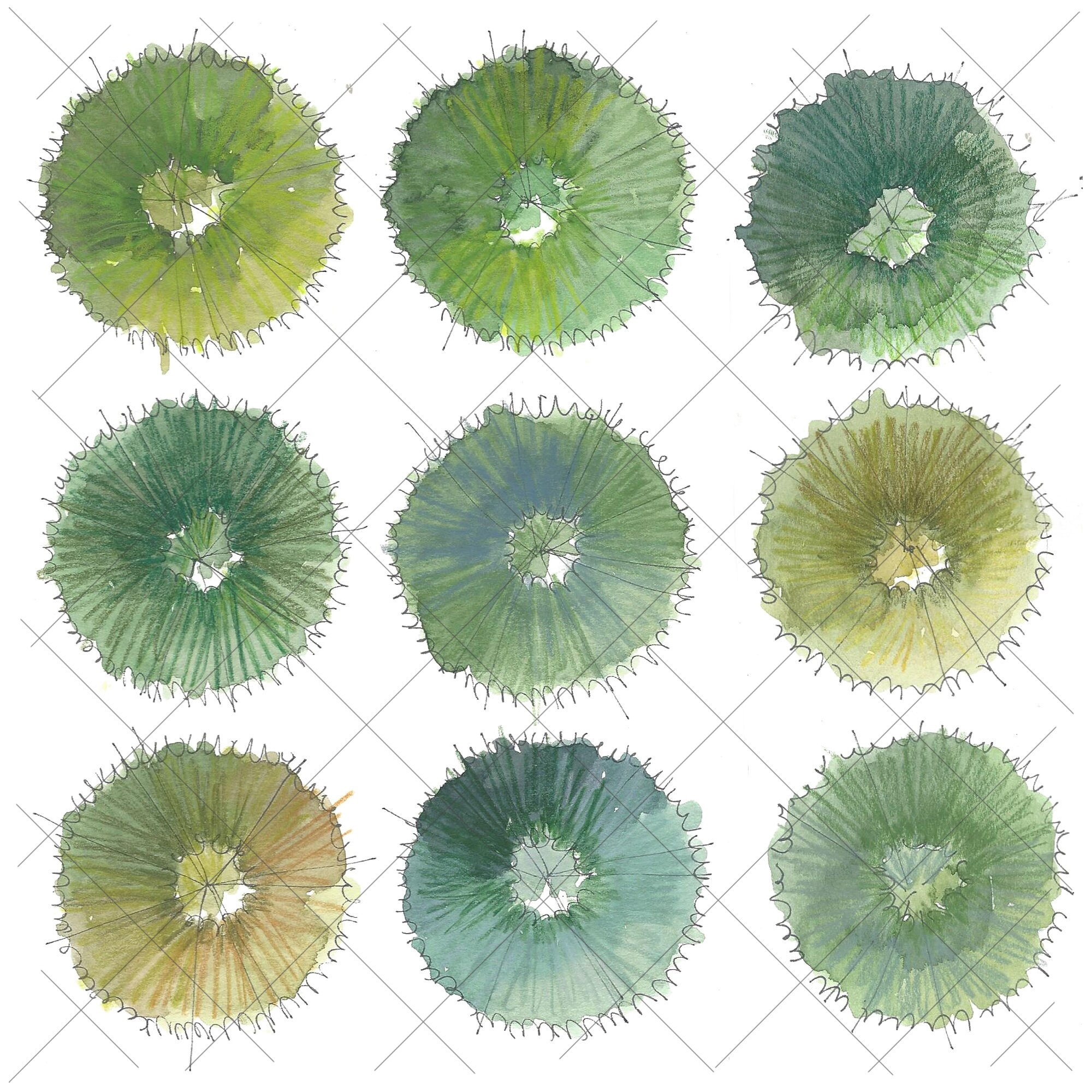 Landscape Graphics - Plan View Trees - Watercolor Pencil - Tree 003 - Etsy