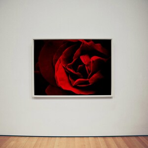 Red Rose Flower Floral Digital Download Botanical | Etsy