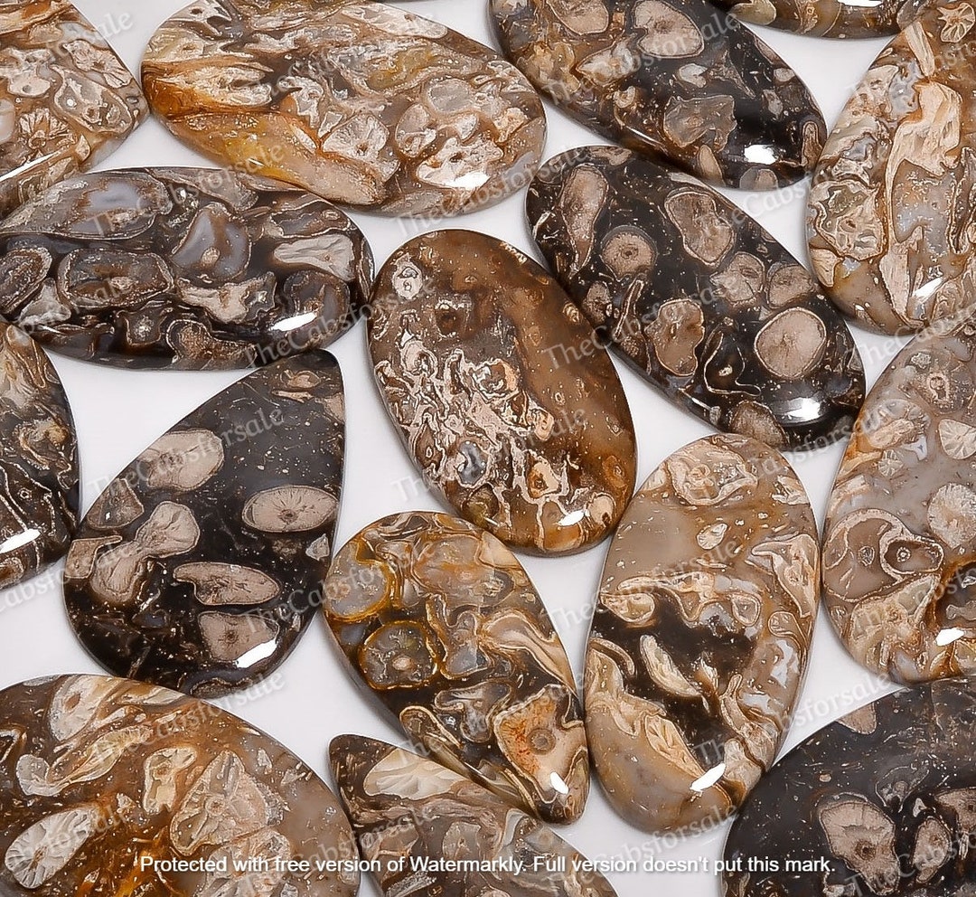 Fossil Peanut Wood Petrified, Natural Peanut Wood Fossil, Polished ...