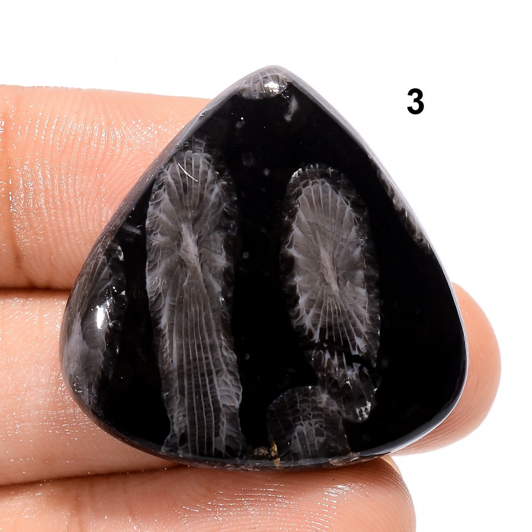 Black Fossil Coral Cabochon - Natural Black Coral Fossil Stone - Fossil ...