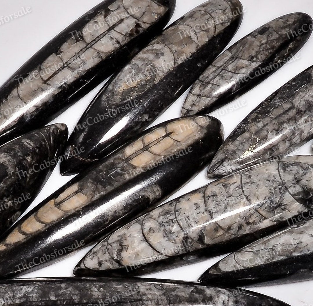 Natural Moroccan Black Orthoceras Fossils Polished Stone, Orthoceras Smooth Cabochon, Fossil ...