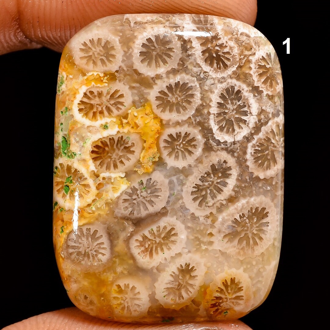Natural Fossil Coral Cabochon - AAA Fossil Coral Stone - Coral Fossil ...