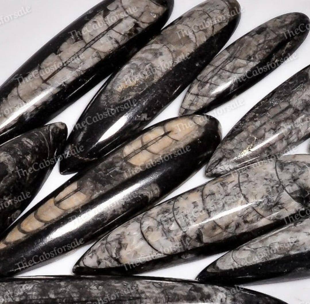 Natural Moroccan Black Orthoceras Fossils Polished Stone, Orthoceras Smooth Cabochon, Fossil ...