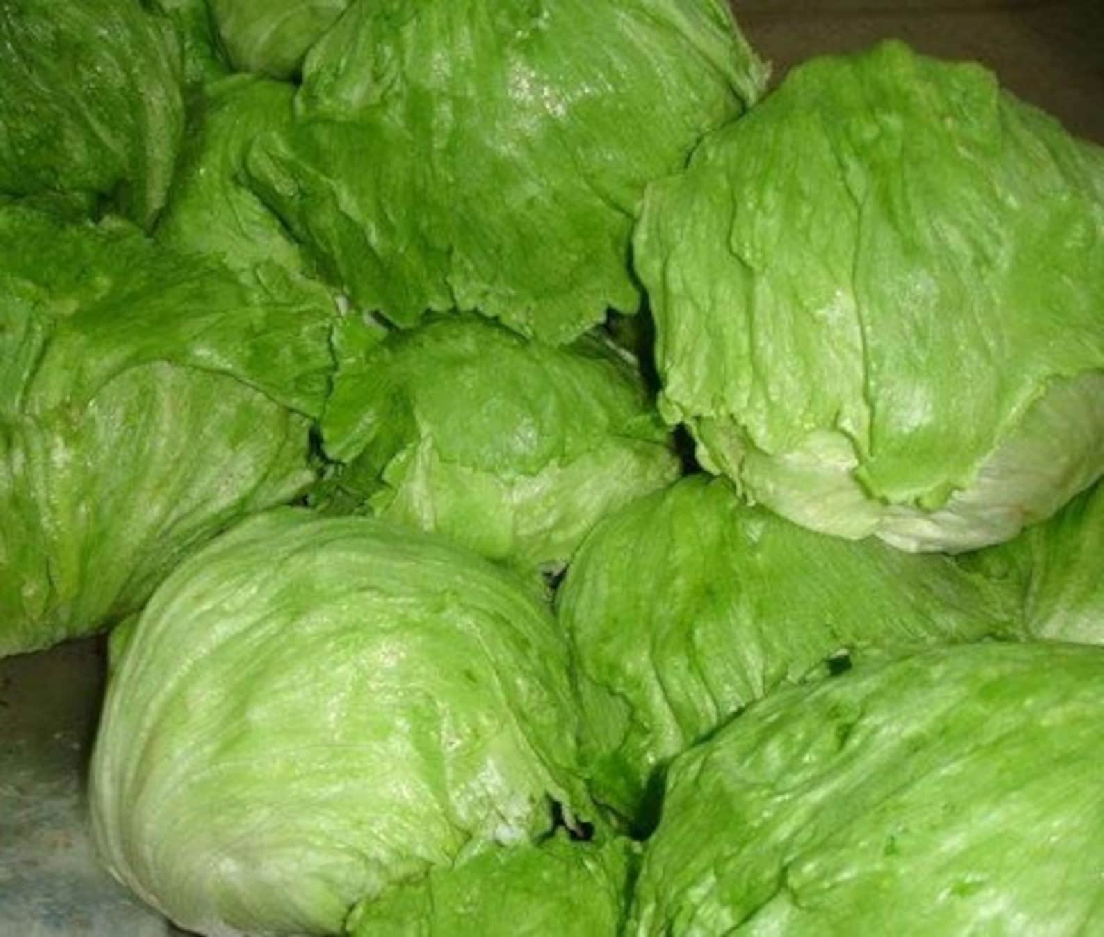 500 Tennis Ball Lettuce Seeds A5136 | Etsy