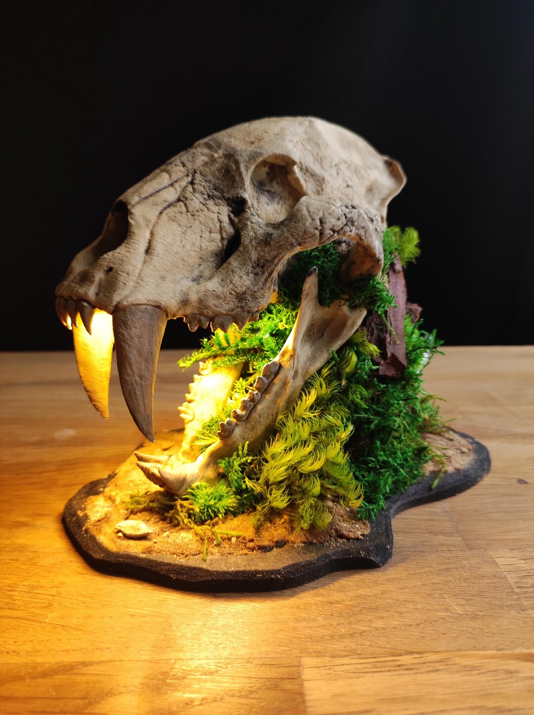 Diorama Smilodon Skull Lamp Saber-toothed Tiger Skull Curiosities, Fake ...