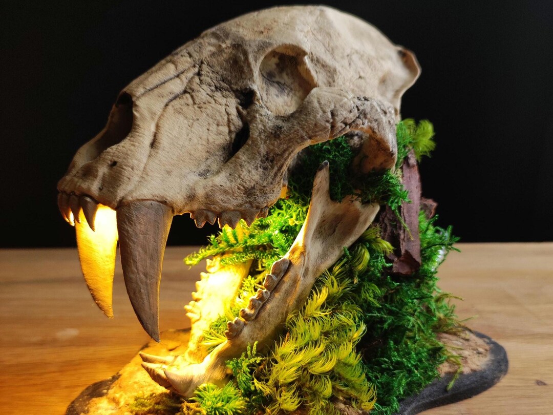 Luminous Smilodon Skull USB Lamp • Saber-tooth Tiger Skull • Curiosity ...