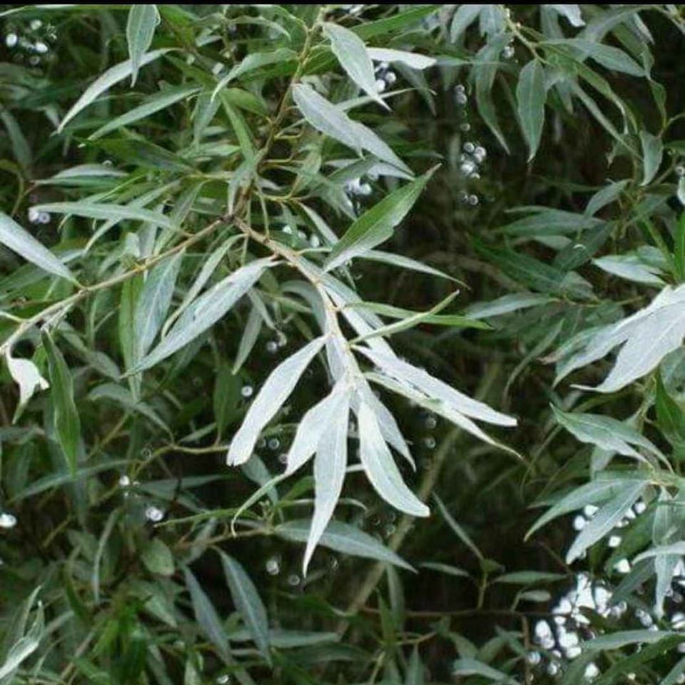 12 Austree Willow Hybrid Tree Starts Privacy Hedge Fast Growing - Etsy