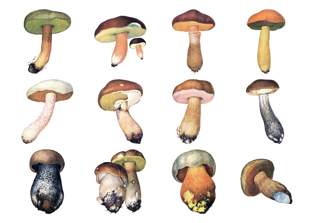Printable Set of 13 Mushrooms | Digital Download | Instantly Printable ...