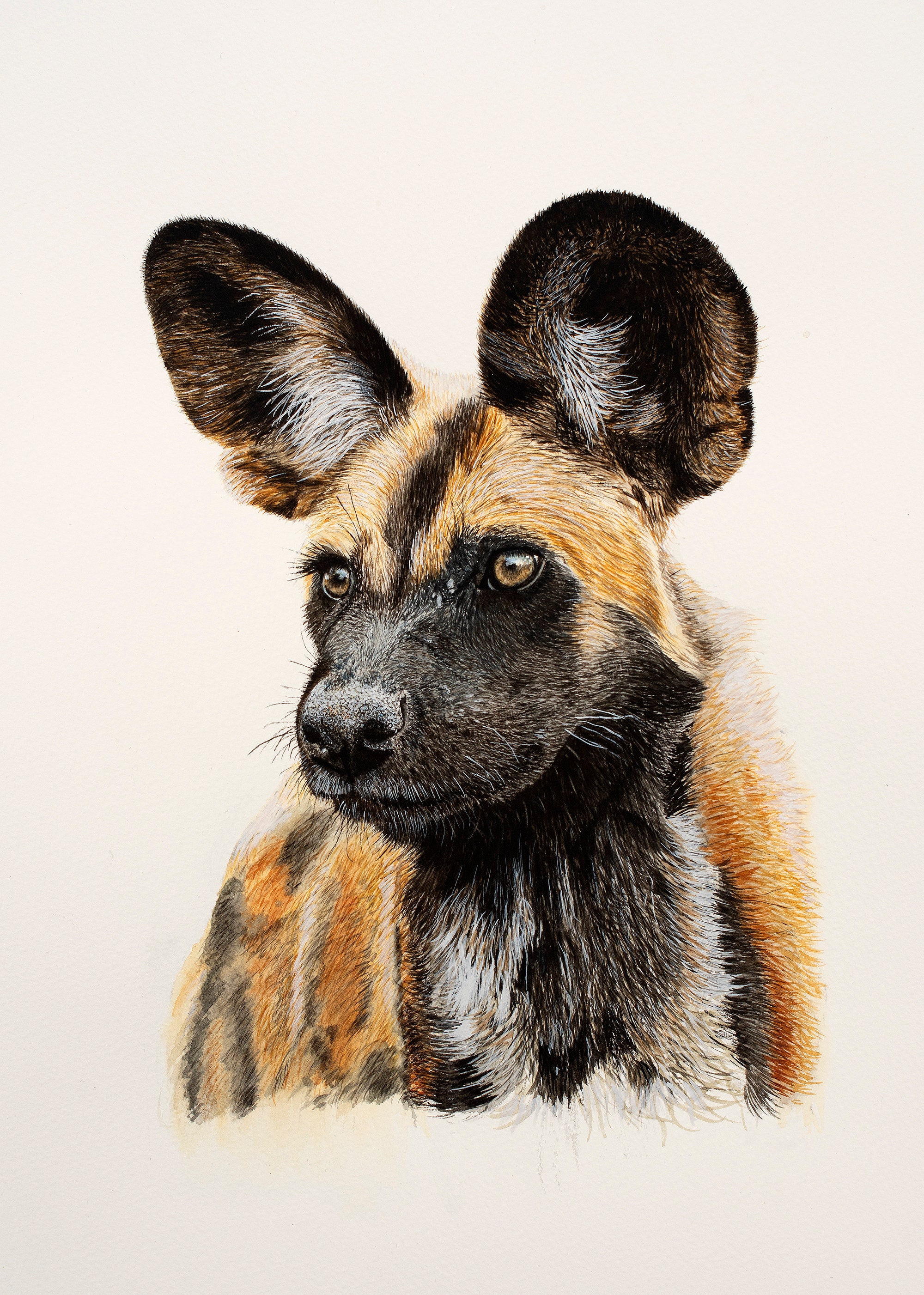 African Wild Dog A4 - Etsy