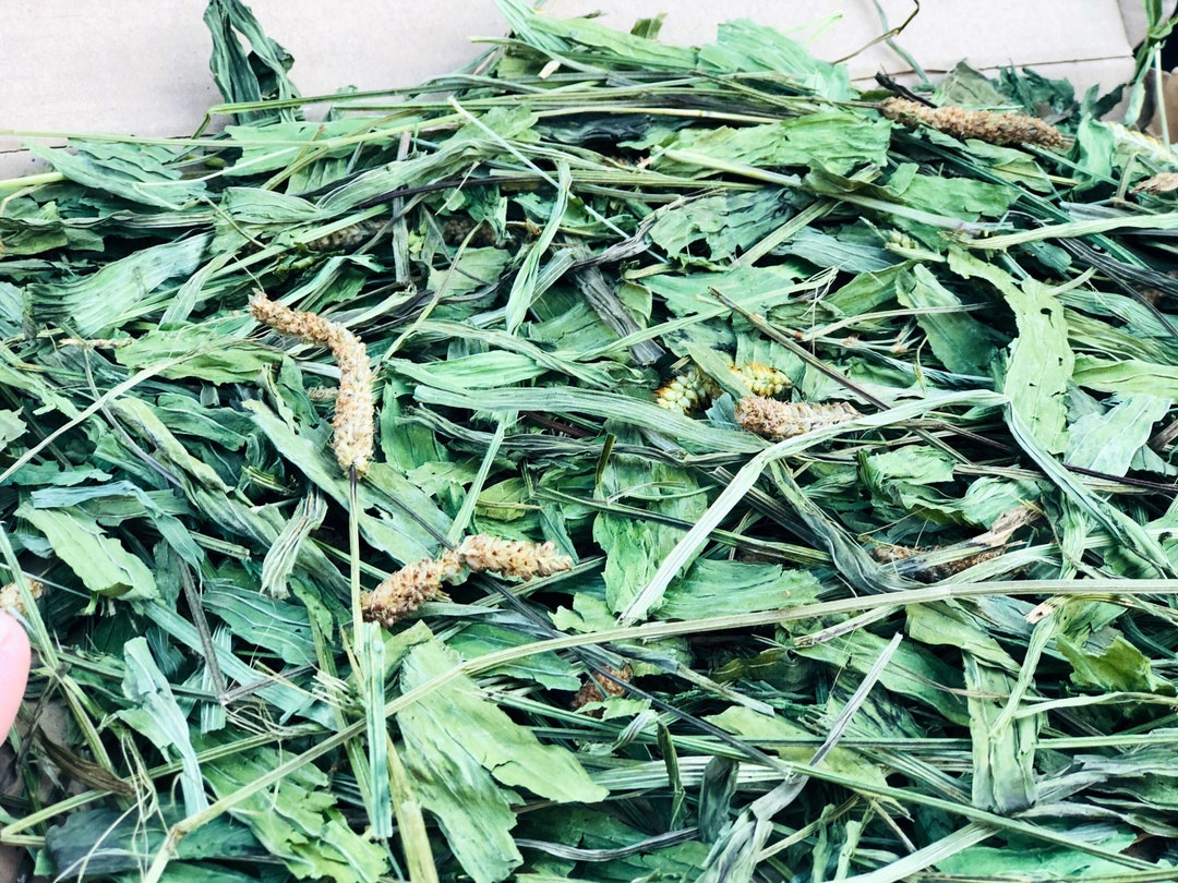 A4 Plantain Botanical Forage Letter Box Parcel for Rabbits - Etsy