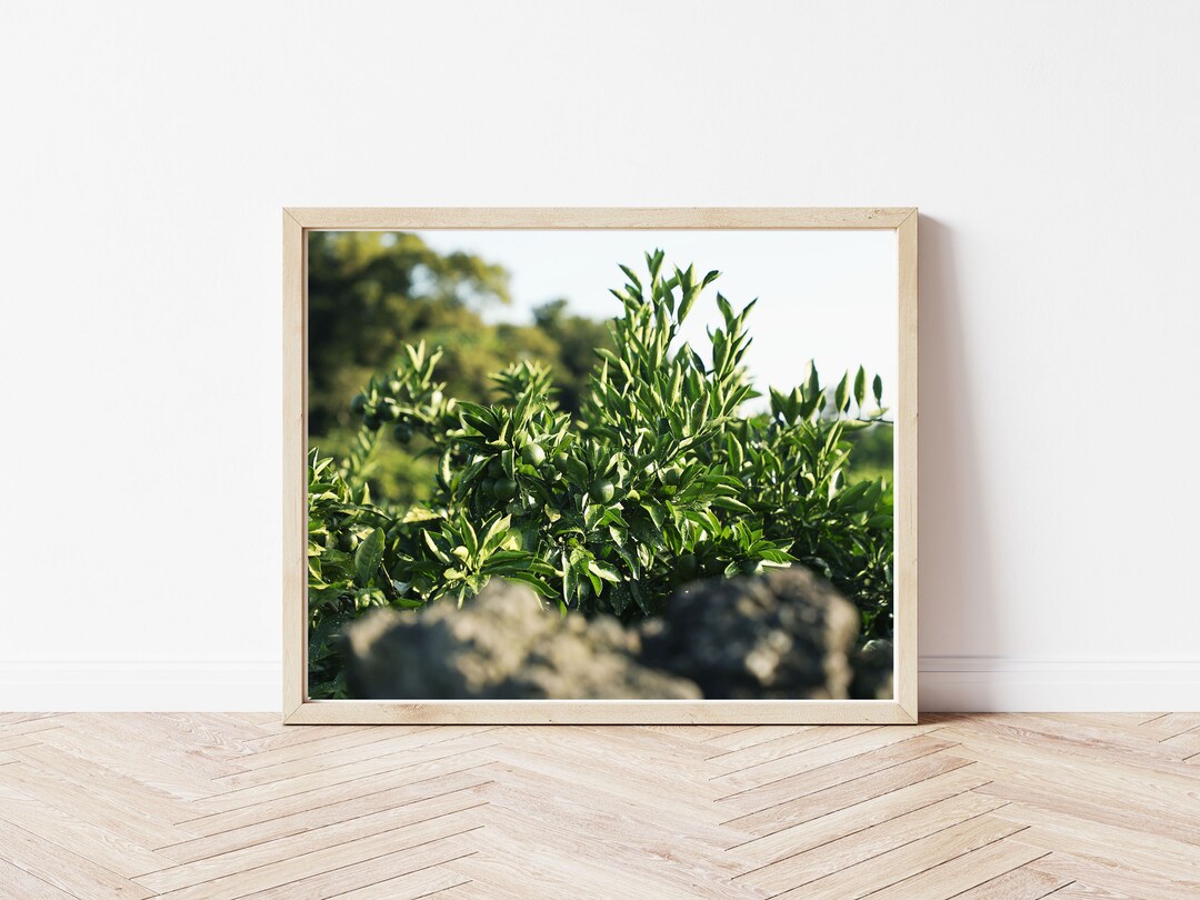 Green Poster Trees Poster Green Photo Trees Photo Nature Photo - Etsy