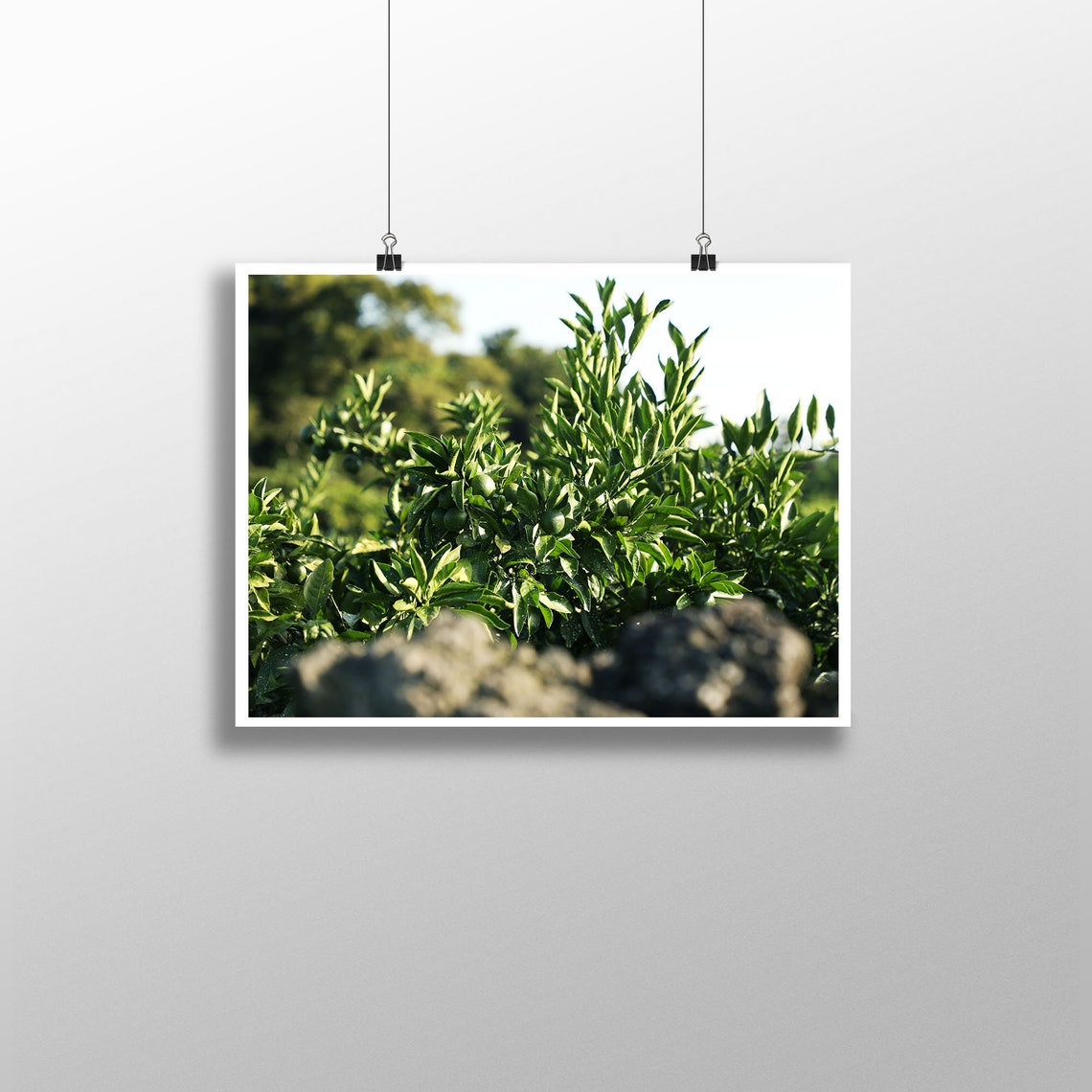 Buy Green Poster Trees Poster Green Photo Trees Photo Nature Photo ...