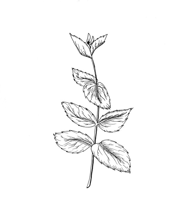 Mint Tree Drawing
