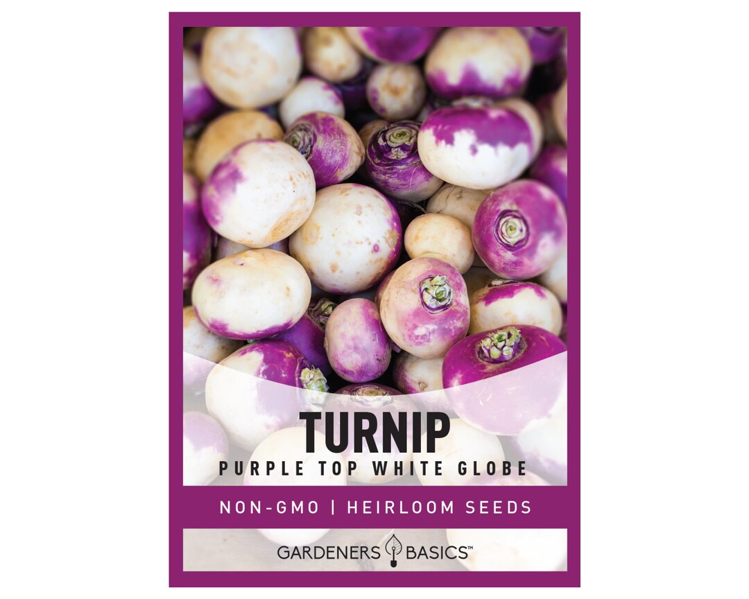 Turnip Seeds for Planting - Purple Top White Globe Variety - Non-gmo ...