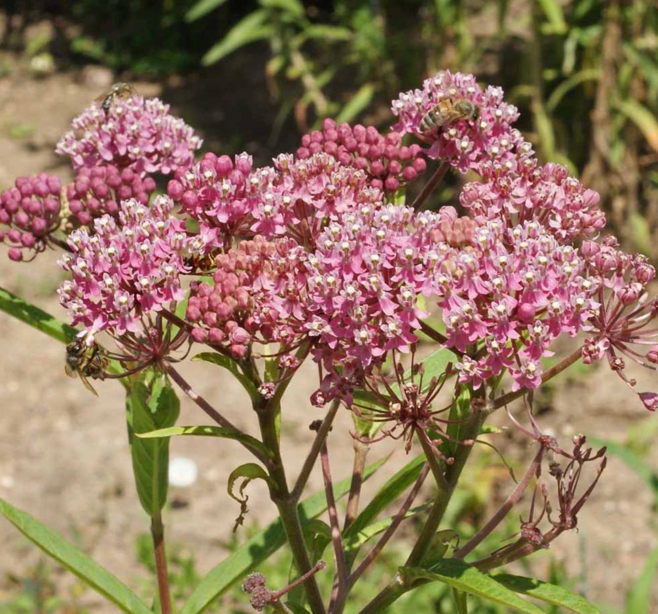 Rose (swamp) Milkweed Seeds - Etsy