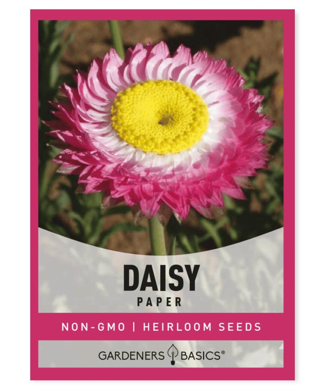 Paper Daisy Seeds - Etsy