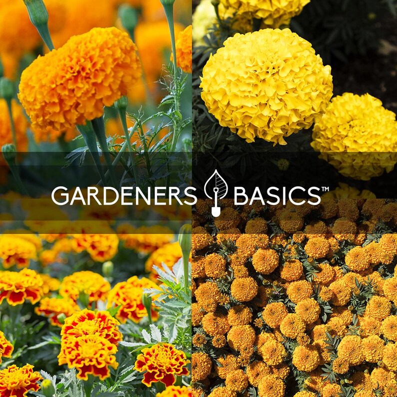 Marigold Seeds for Planting | 4 Variety Pack - Etsy