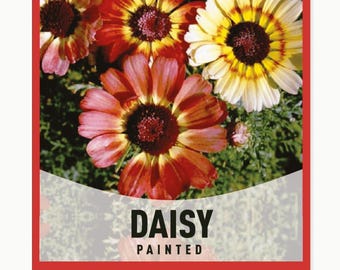 Painted Daisy Seeds Mix - Garden Flower Seeds - Etsy