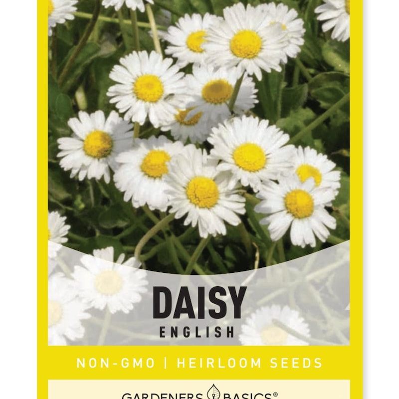 English Daisy - Etsy