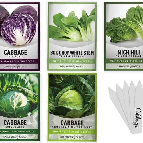 Cabbage Seeds for Planting 5 Pack Bok Choy Michihili Red - Etsy