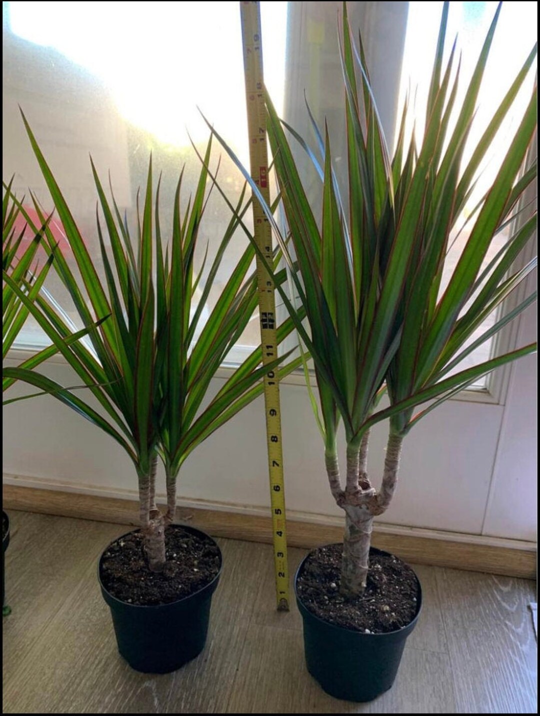 Dragon Tree Plant With Pot Easy Beginner Plant Perfect Plant Gift ...