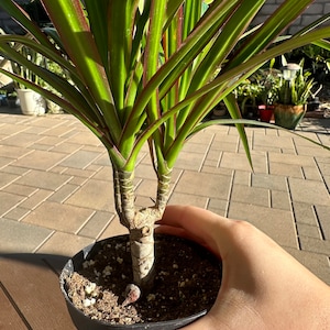 Dragon Tree Plant With Pot: Easy Beginner Indoor Plant - Etsy