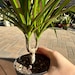 Dragon Tree Plant With Pot: Easy Beginner Indoor Plant - Etsy